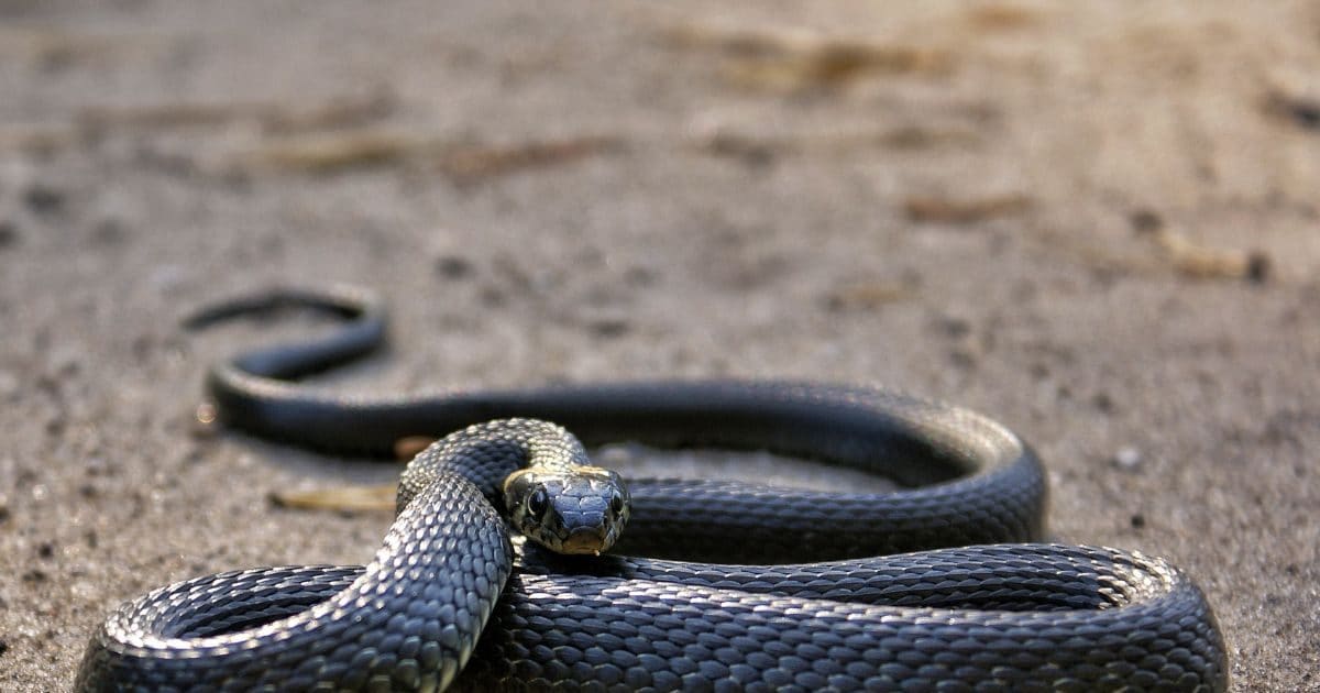 सांप दौड़ाए तो क्या S पैटर्न में भागना चाहिए? बचने का ये तरीका क‍ितना ...