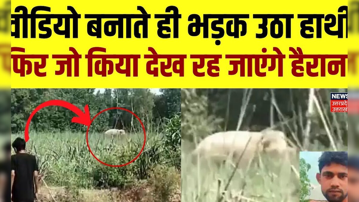 Bijnor News: वीडियो बनाते ही भड़क उठा हाथी, फिर जो किया देख रह जाएंगे हैरान! | Viral Video |Top ...