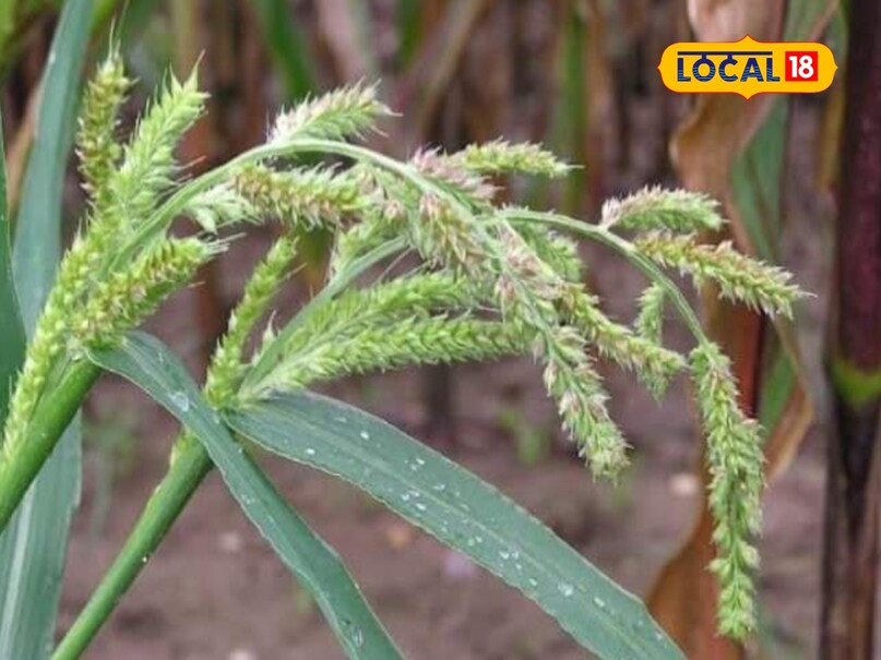 how and when to cultivate coarse grains maduwa ragi koda in sanwa ...