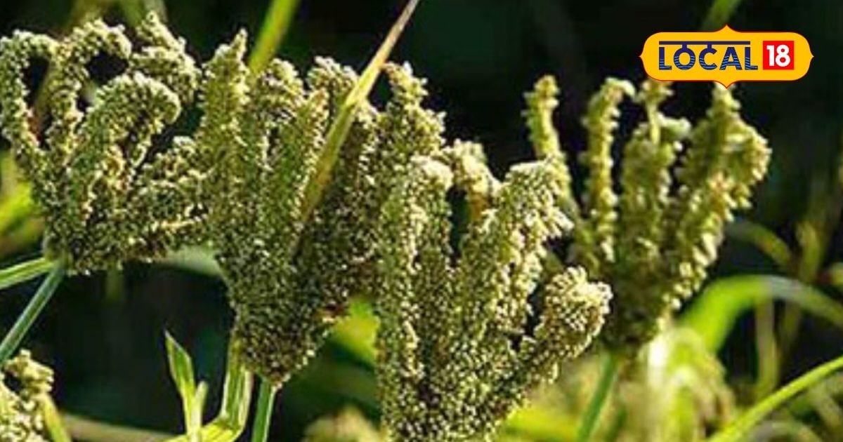 how and when to cultivate coarse grains maduwa ragi koda in sanwa ...