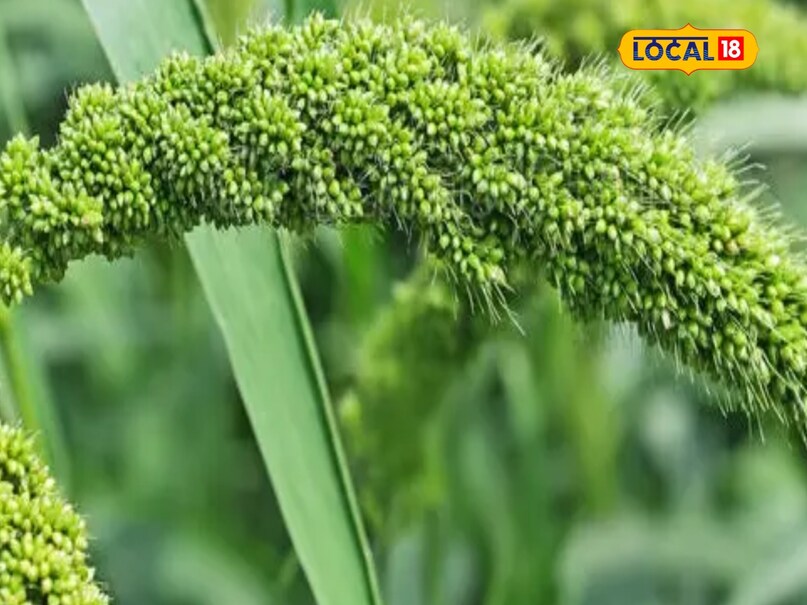 how and when to cultivate coarse grains maduwa ragi koda in sanwa ...