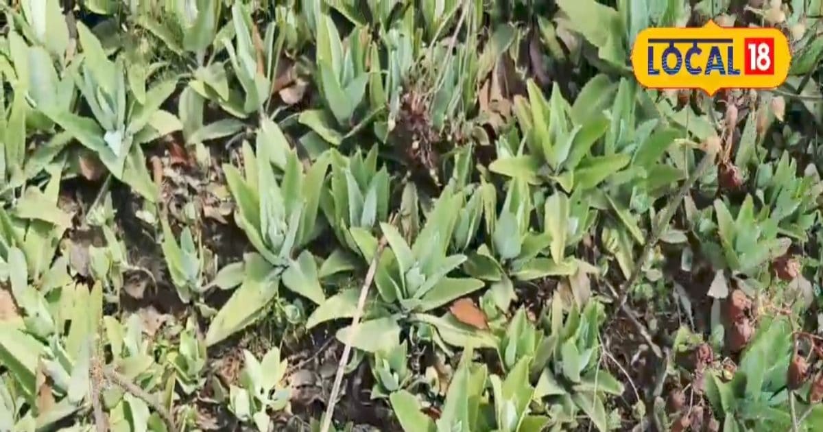 This plant eats even stones, is a panacea for stones and wounds, know ...