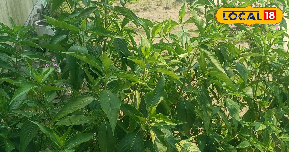 Vasaka plant has hidden medicinal properties, it is a panacea for many ...