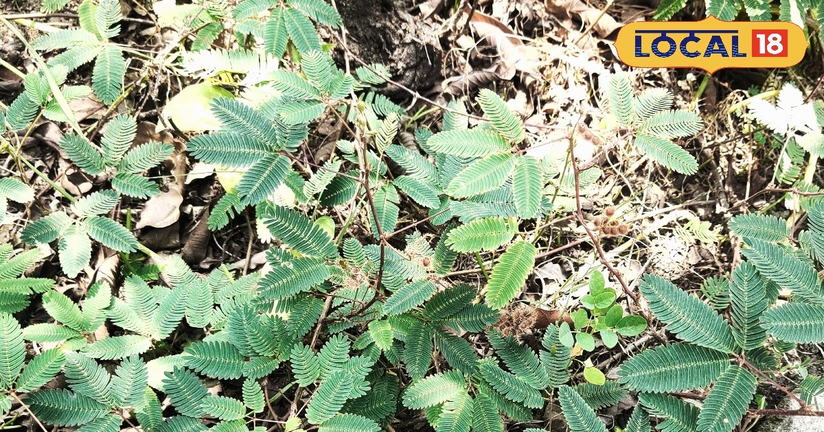 This Lajwanti plant, whose leaves wither when touched by hands, is very ...