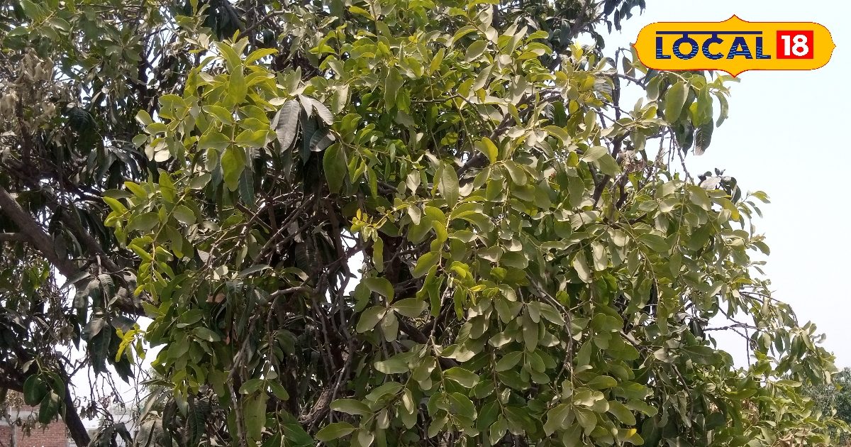Banda plant leaves Regular intake of bark root causes filariasis ...