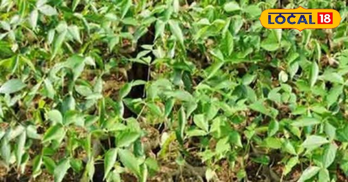 In view of good monsoon, lakhs of saplings of different species will be ...