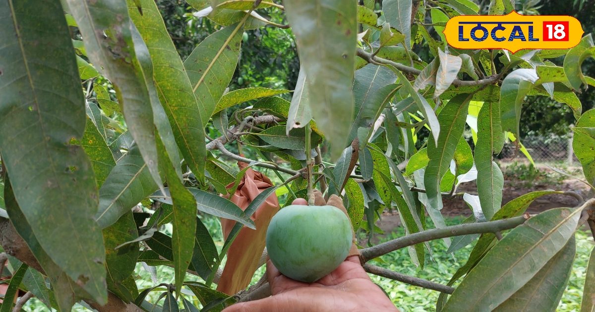 Apple Mango is a very special variety of mango small in size and ...