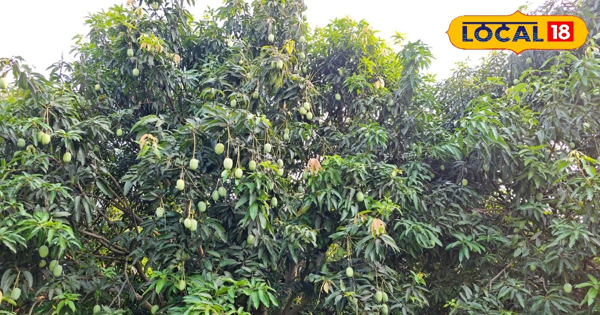 Jarda mango is the king of taste demand in India and abroad the trader ...