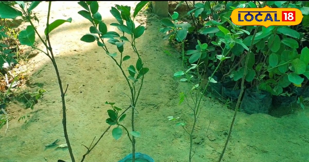 Plant these five fruit trees this monsoon season capable of ...