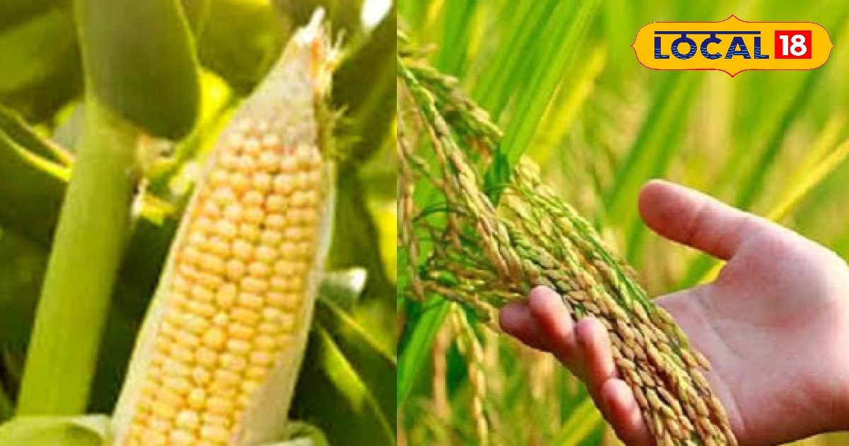 किसान अपने खेत में लगाएं मक्का और धान की ये किस्में, होगी बंपर पैदावार ...