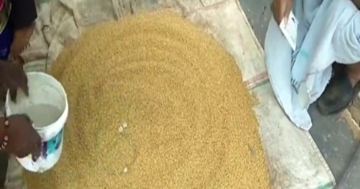 Treat seeds before sowing paddy, yield will increase. - News18 हिंदी