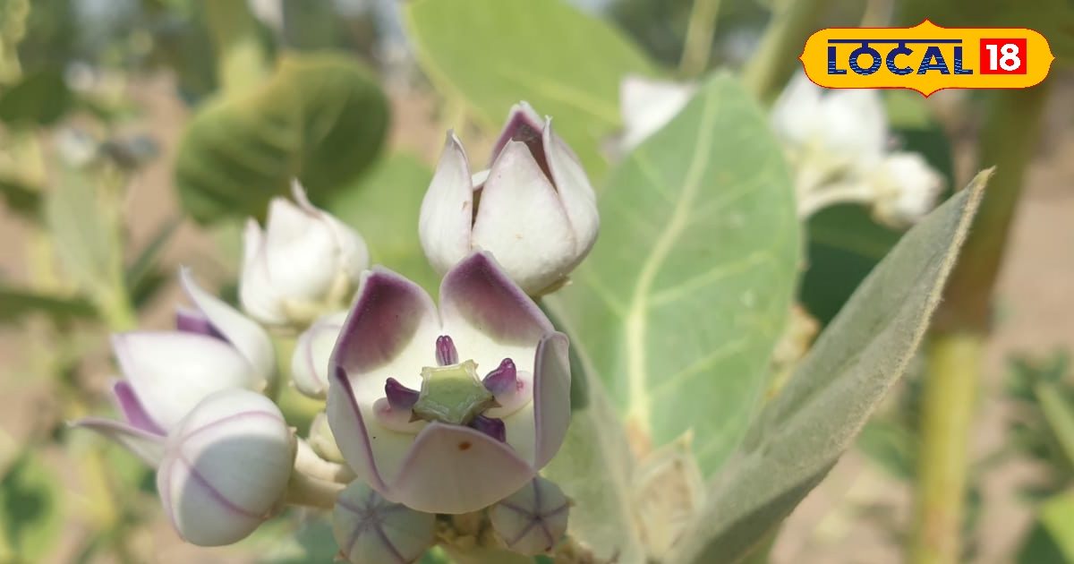 This wild plant liked by Lord Shiva and Ganesha has many medicinal ...