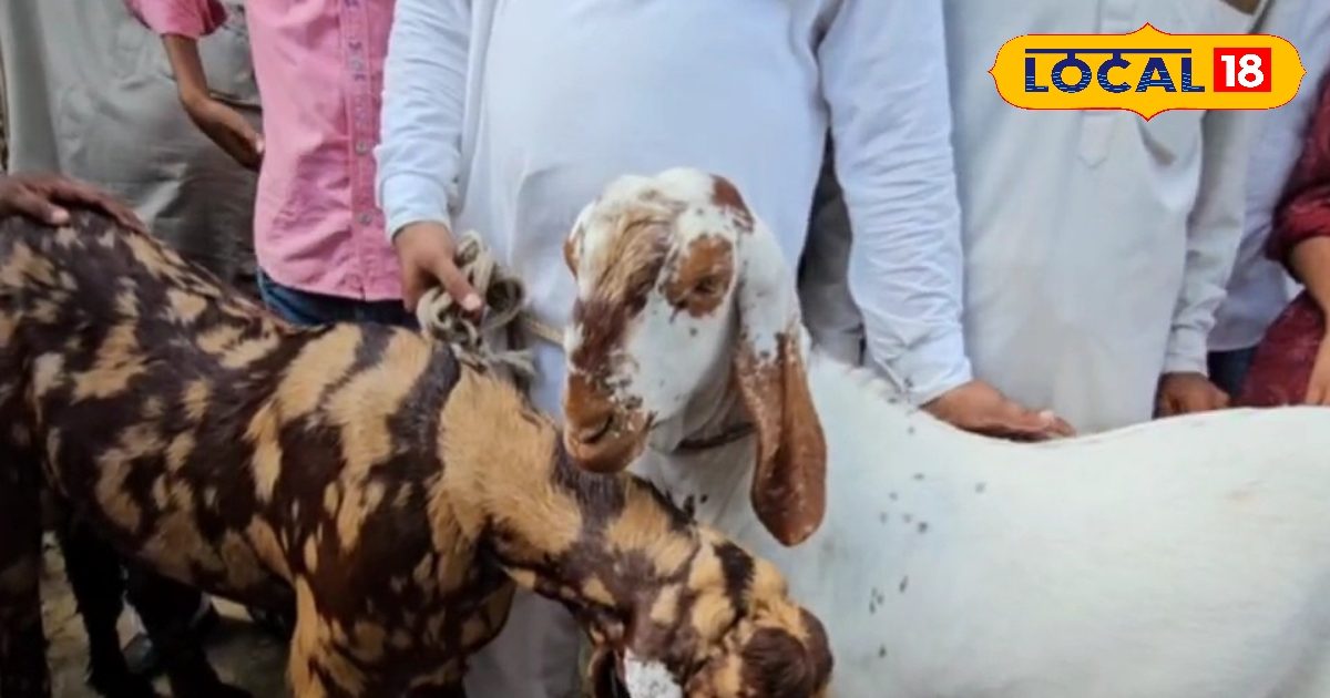 Salman and Shahrukh are being sold in Barmer market this is the price