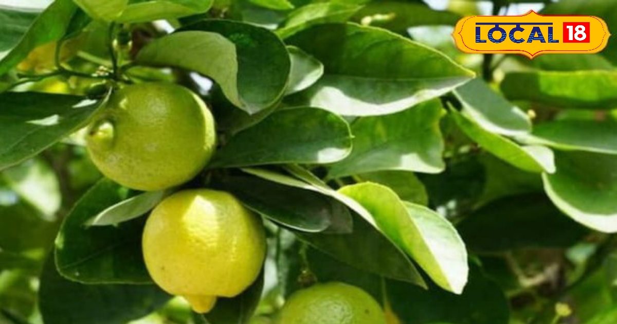 This type of lemon variety will be beneficial as a money plant. Know ...