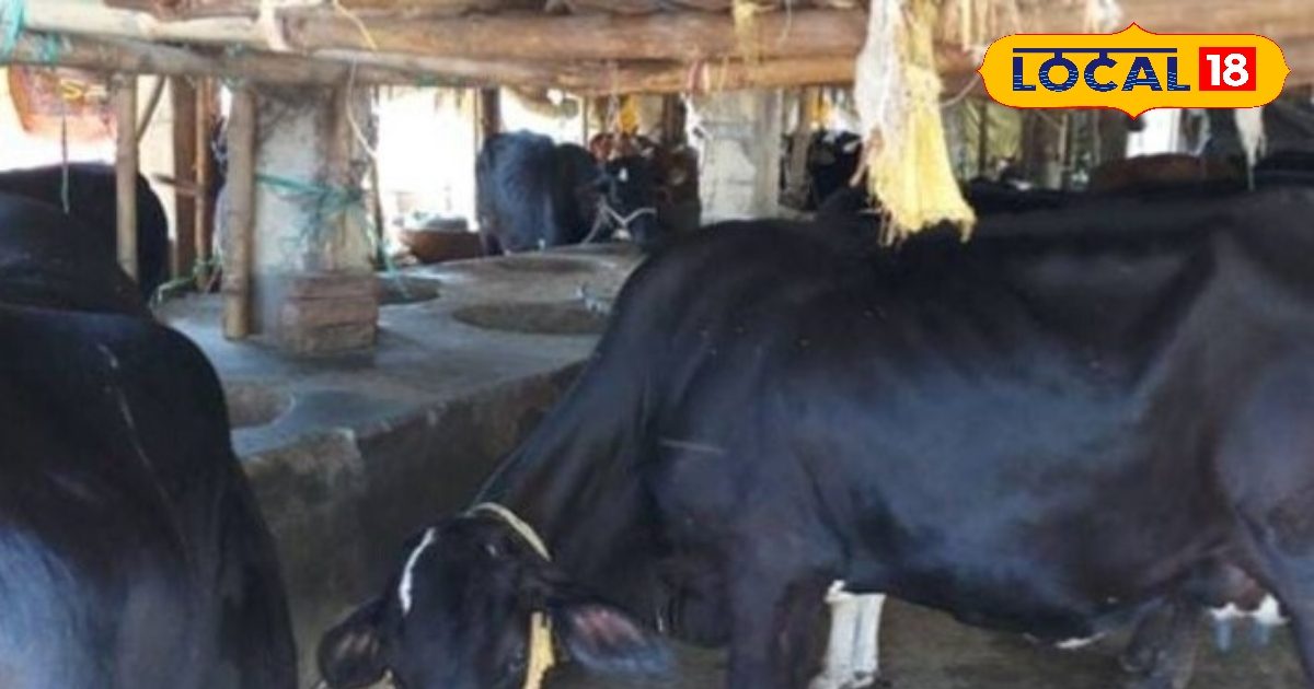 If you take this training, you will get a loan with subsidy for animal ...