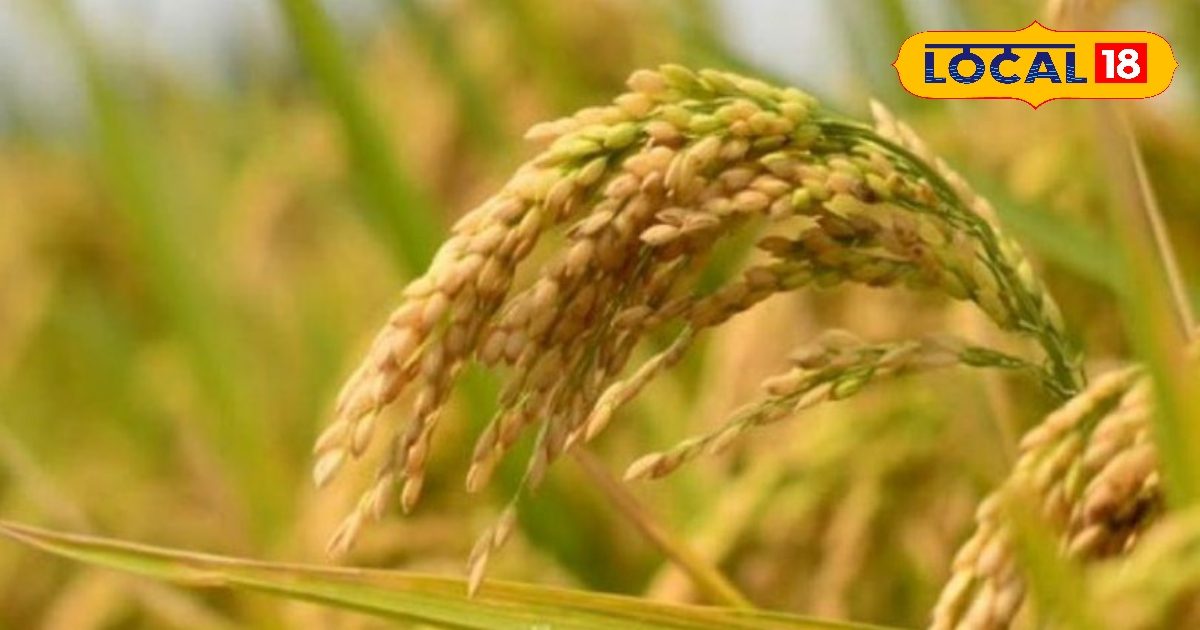 To get good production of paddy, learn from agricultural scientist the ...