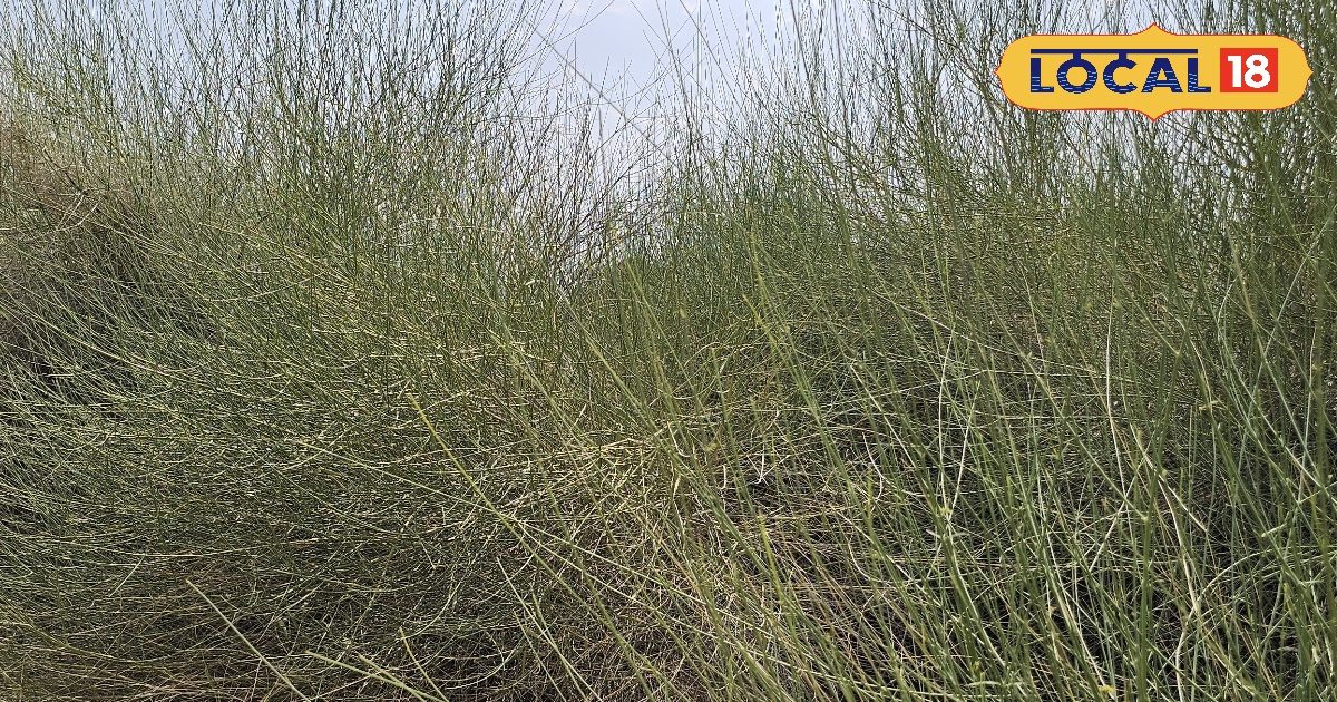 This bushy grass growing in the desert is full of medicinal properties ...