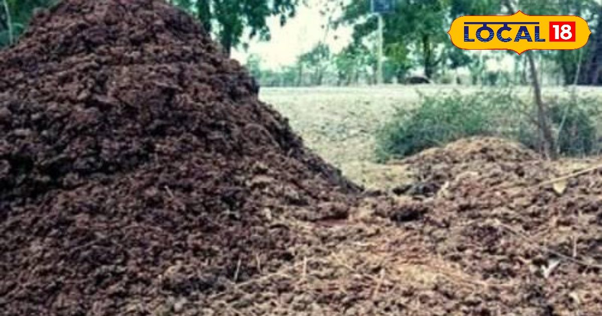 Spray cow dung manure in the fields the production capacity of crops ...