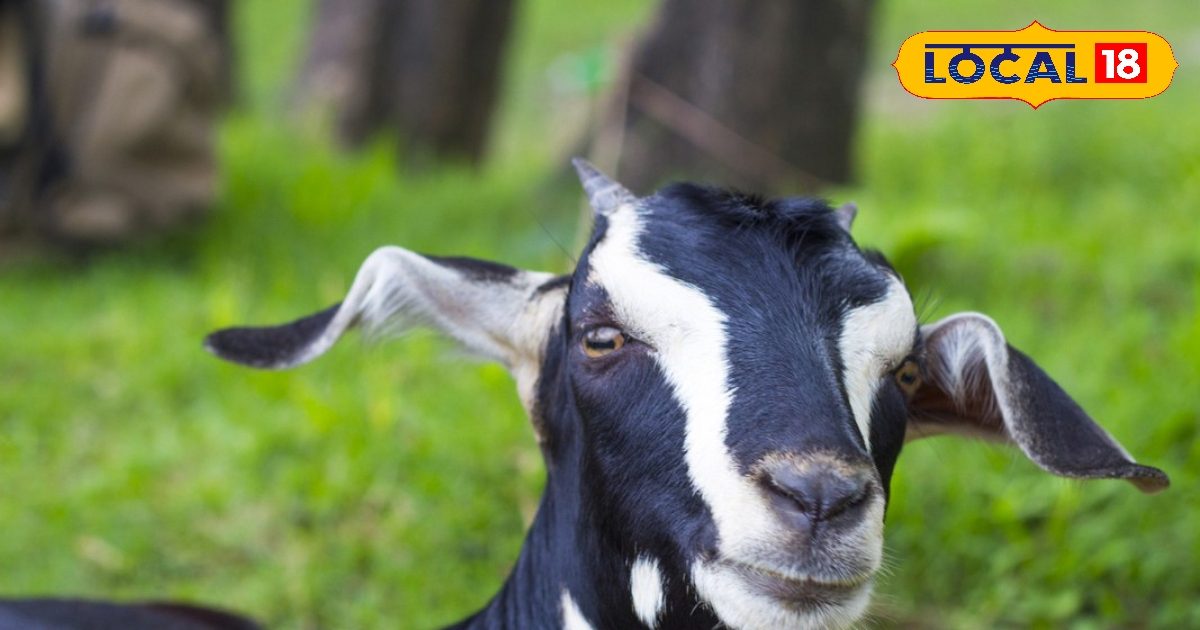 Black Bengal breed goat rearing is a favourite among the cattle rearers ...
