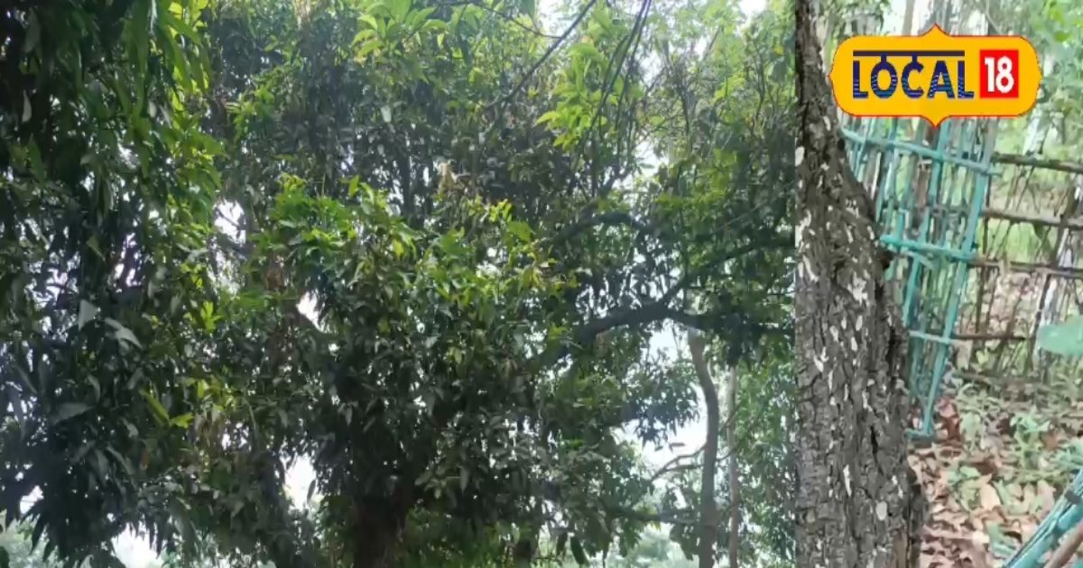 These diseases are very dangerous for mango trees, the increasing ...