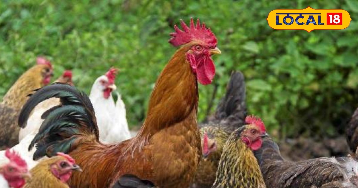 The vanaraja breed of poultry is best for meat and eggs farming can be ...