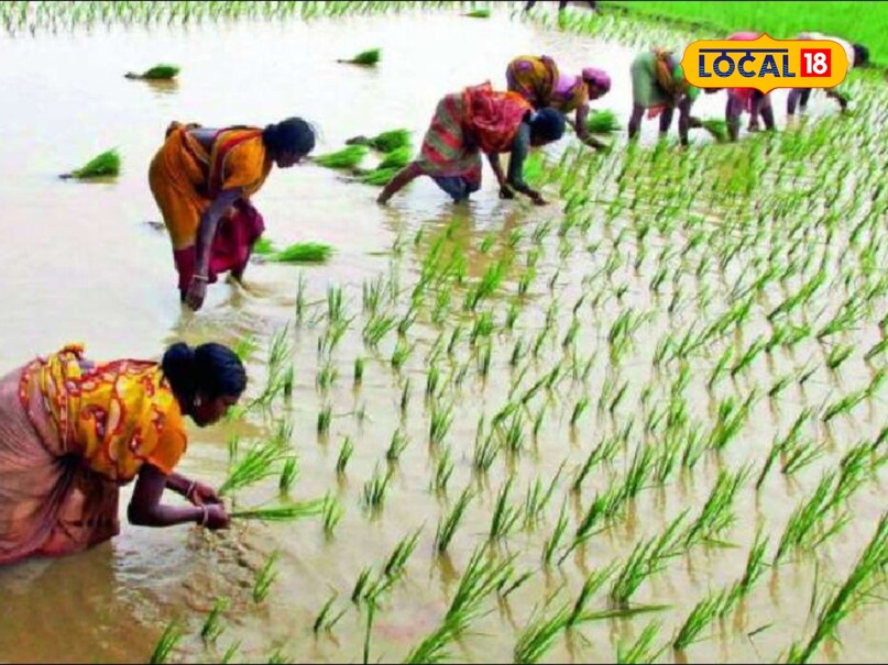 how-to-cultivate-peddy-farming-to protect paddy crop from kandua ...