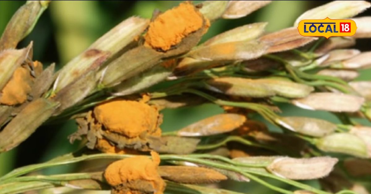 how-to-cultivate-peddy-farming-to protect paddy crop from kandua ...