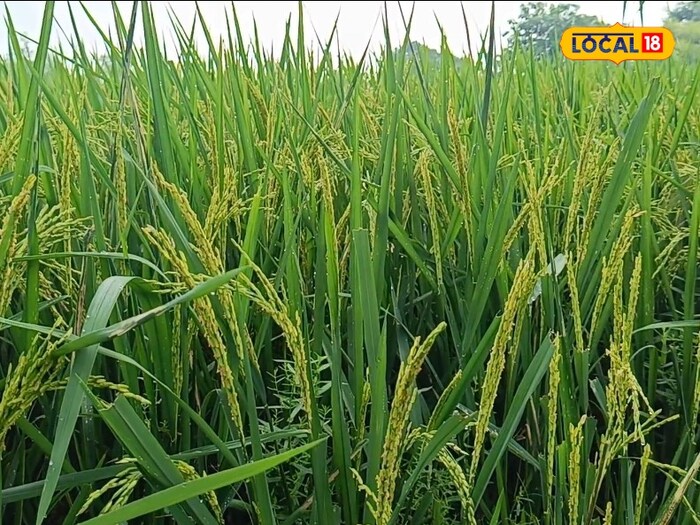 how-to-cultivate-peddy-farming-to protect paddy crop from kandua ...