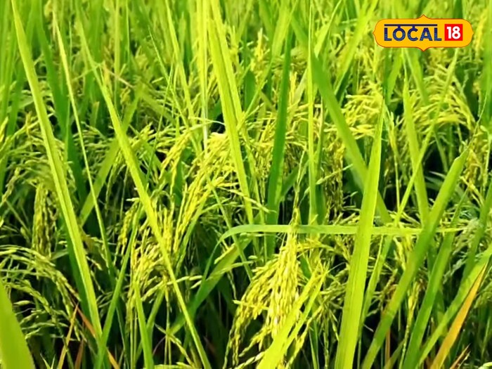 how-to-cultivate-peddy-farming-to protect paddy crop from kandua ...