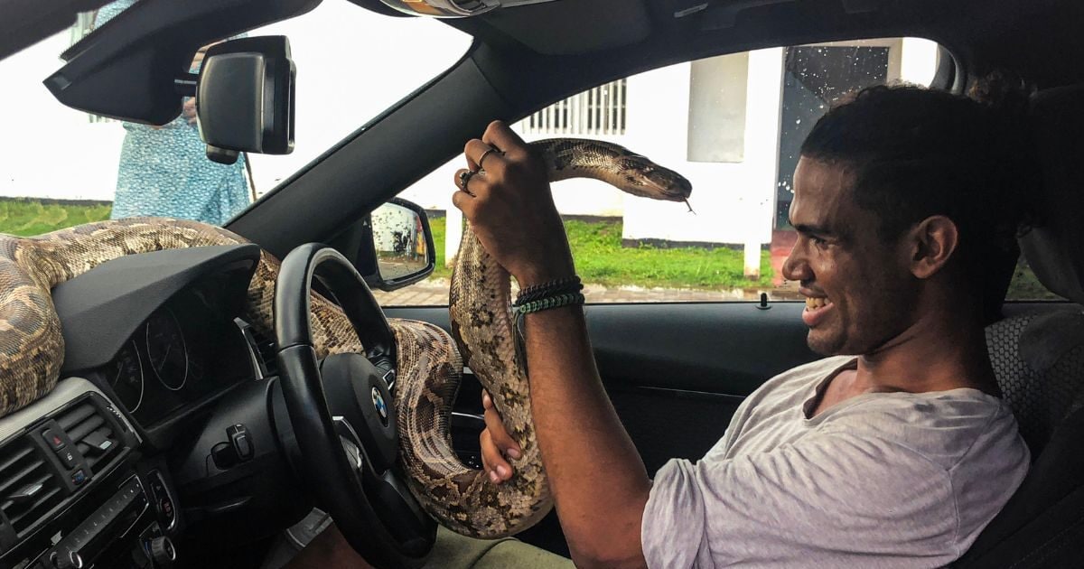 How To Keep Snakes Out of Your Car: गाड़ी से निकल रहे कोबरा और सांप ...
