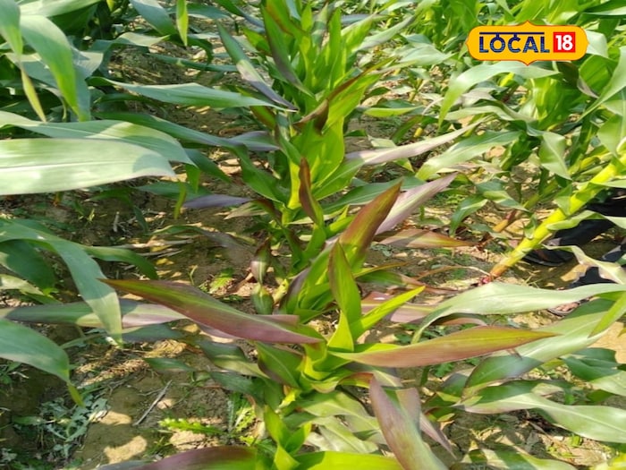 how-to-cultivation-baby-corn-of-makka-variety-farming-farmers-can-earn ...