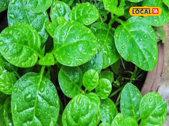 Benefits Of Poi Ka Saag Or Malabar Spinach For Health It Is Available