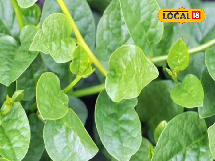 Benefits Of Poi Ka Saag Or Malabar Spinach For Health It Is Available