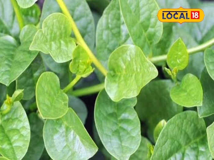 Benefits Of Poi Ka Saag Or Malabar Spinach For Health It Is Available