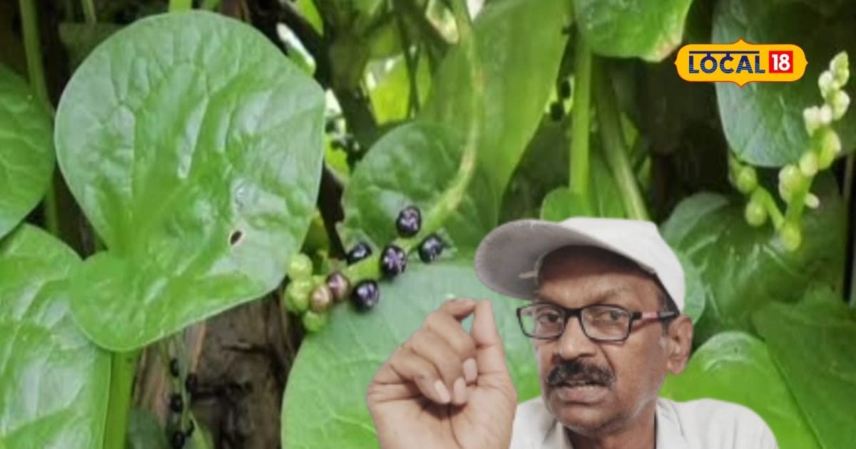 Benefits Of Poi Ka Saag Or Malabar Spinach For Health It Is Available