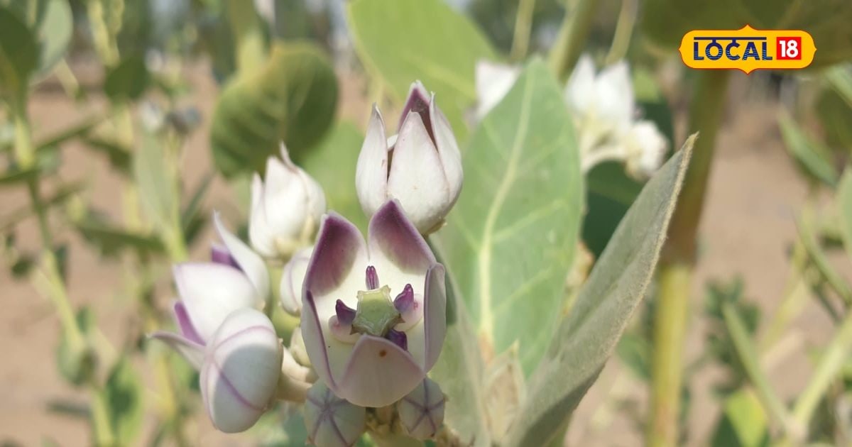 benefits of Ank plant will cure eye problems relieve ear pain and ...