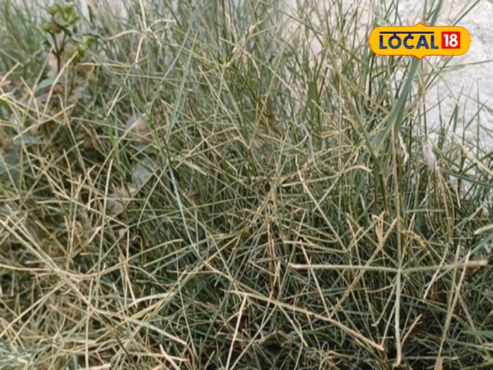 benefits-of-durva-grass-for-health-uses-in-auspicious-work-effective-in ...