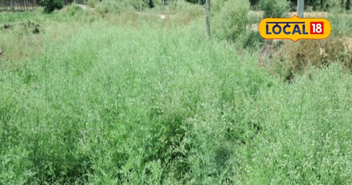 urea-dap-khad-organic-fertilizer-is-apanacea-for-organic-farming-women ...