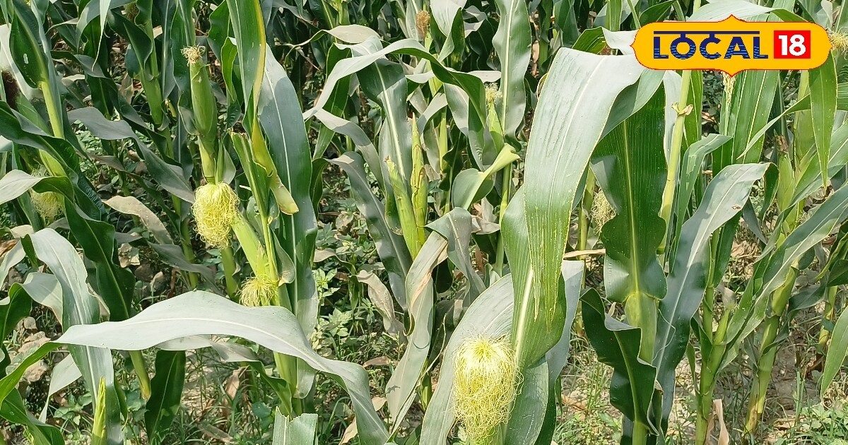 how-to-cultivation-baby-corn-of-makka-variety-farming-farmers-can-earn ...
