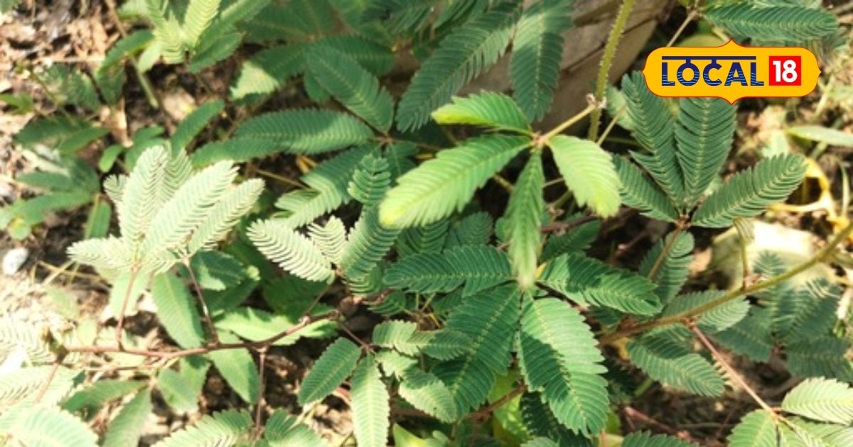 benefits-of-lajwanti-mimosa plant-for health-helpful-giving glowing ...
