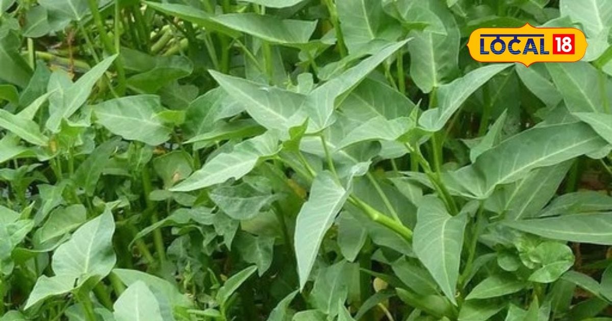 benefits of kalmi-saag-or-water-spinach-for health cures-constipation ...