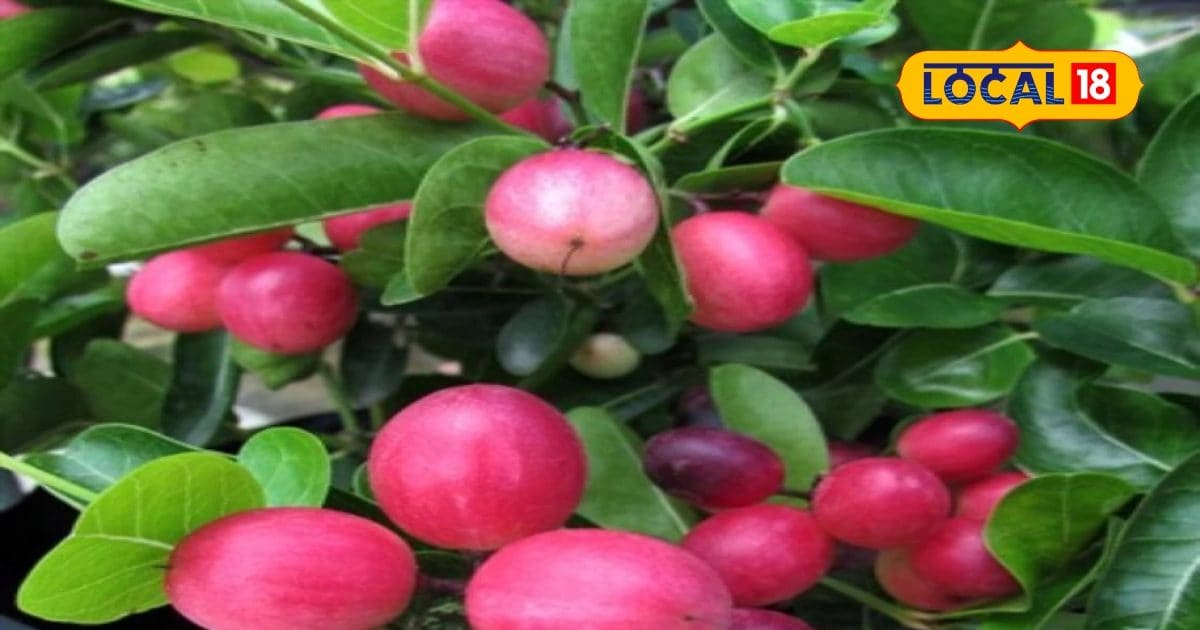 benefits-of-Karonda-fruite-for-health-effective in digestion mental ...