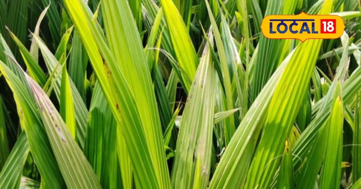 how to cultivate fruit mango guava custard apple jackfruit litchi ...