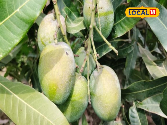 how to cultivate fruit mango guava custard apple jackfruit litchi ...