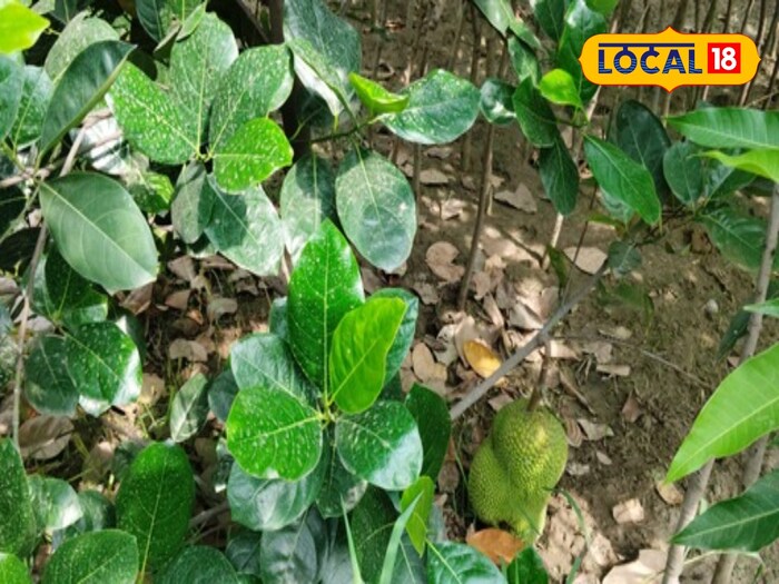 how to cultivate fruit mango guava custard apple jackfruit litchi ...