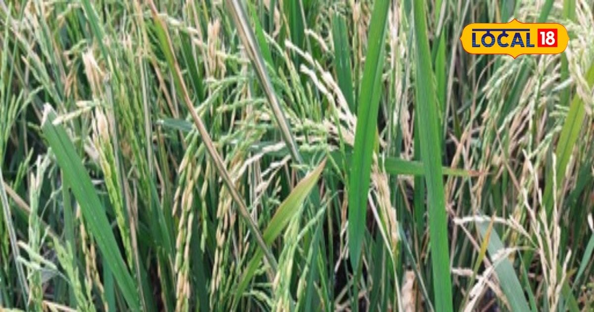 how to cultivation of Bichra the best variety of paddy farming in ...