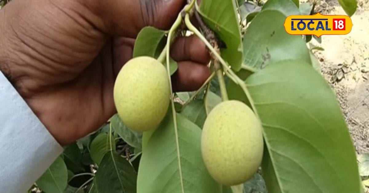 how-to-cultivation-of-nashpati-fruit-ki-kheti-pears-agriculture-news ...