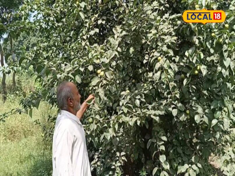 how-to-cultivation-of-nashpati-fruit-ki-kheti-pears-agriculture-news ...