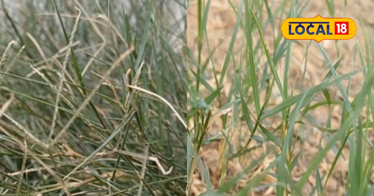 benefits-of-durva-grass-for-health-uses-in-auspicious-work-effective-in ...