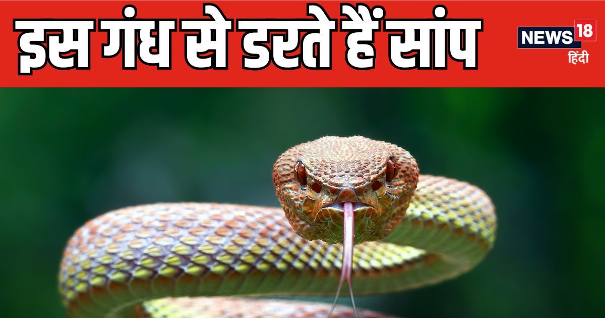 इन 8 चीजों की गंध से कोसों दूर भागते हैं सांप, घर में आज ही करें ये काम ...